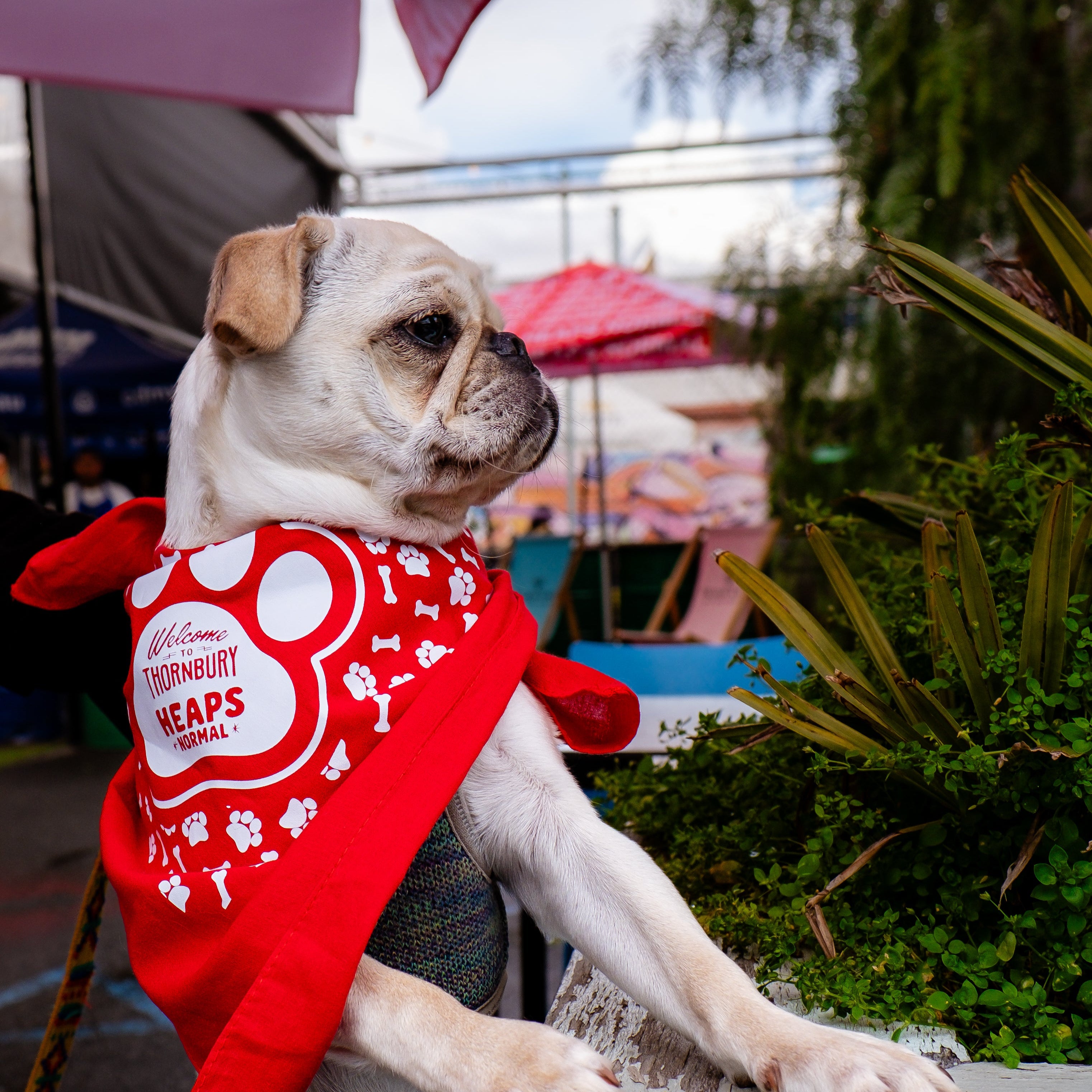 Welcome to Thornbury Dog Bandana – Heaps Normal